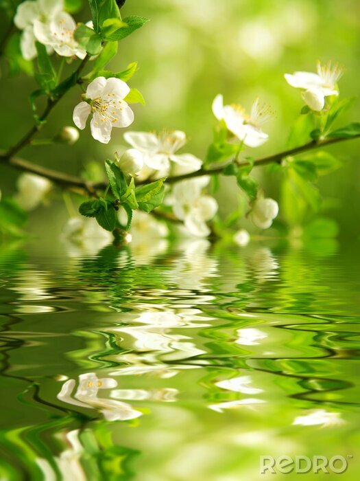 Bild Blühender Zweig als Natur nach Maß - myredro.de