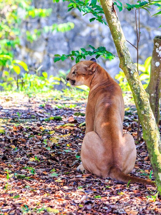 Bild Rückwärts sitzendes Tier nach Maß - myredro.de
