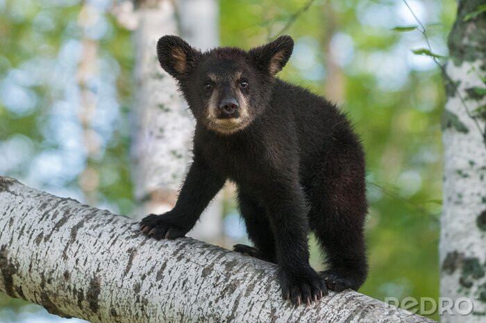 Fototapete Kleiner Bär im Baum nach Maß - myredro.de