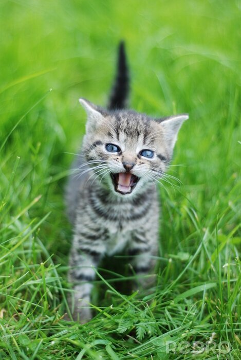 Fototapete Tier kleines Kätzchen im Gras nach Maß - myredro.de