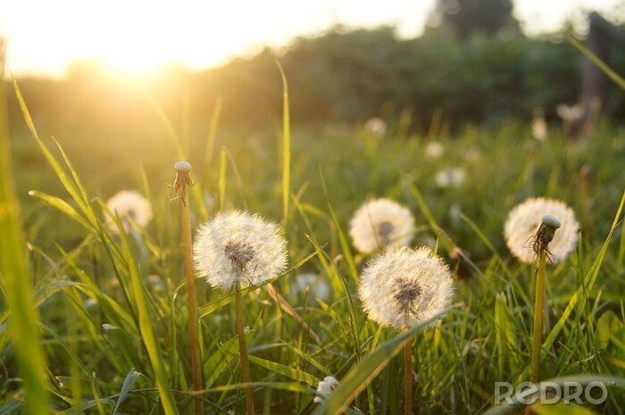 Poster Auf der Wiese wachsende Pusteblumen nach Maß - myredro.de