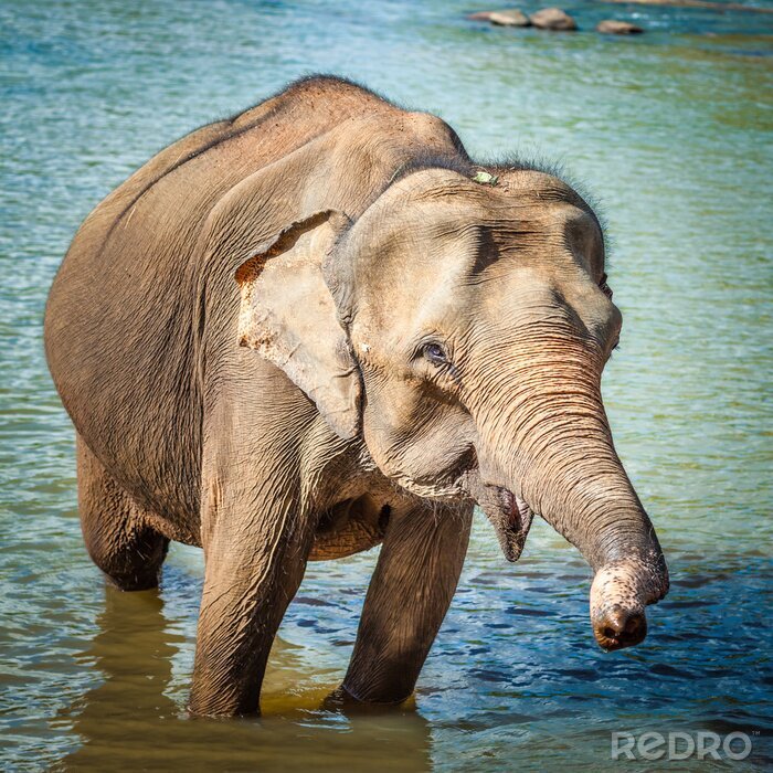 Poster Badender Elefant nach Maß - myredro.de