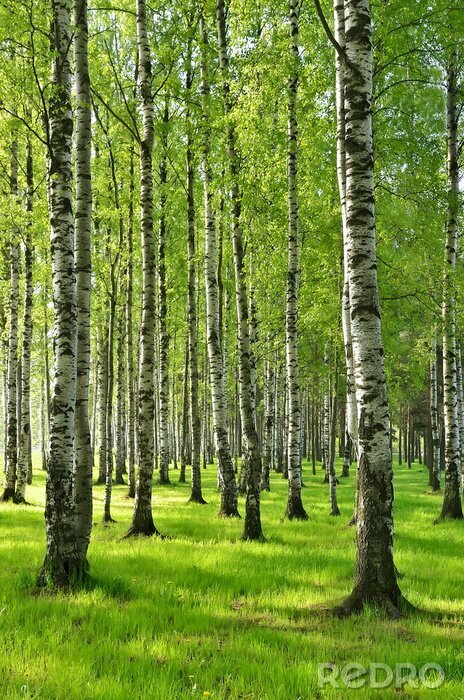 Poster Birken im Frühjahr nach Maß - myredro.de