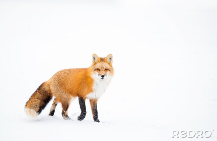 Siehe poster in der Kategorie füchse • Fuchs auf weißem Hintergrund ...