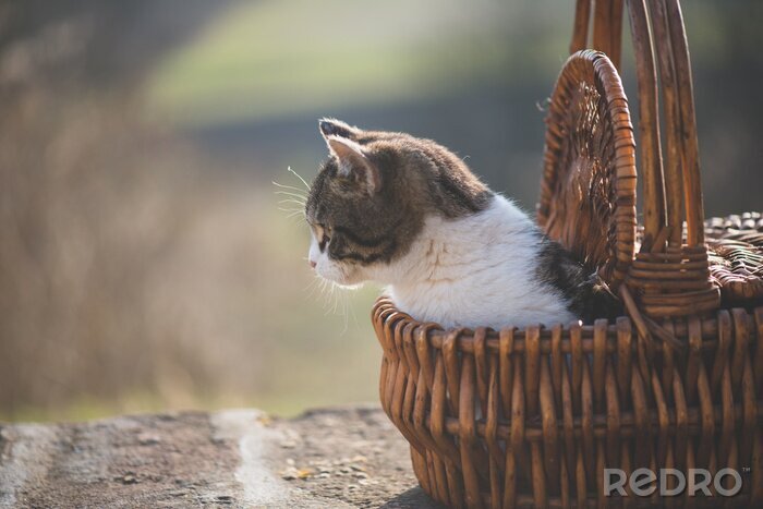 Poster im Korb sitzendes Tier nach Maß - myredro.de