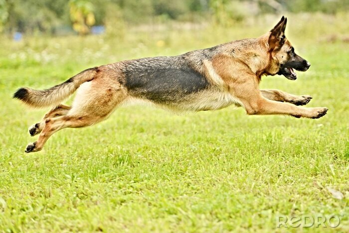 Poster Laufender Schäferhund nach Maß - myredro.de