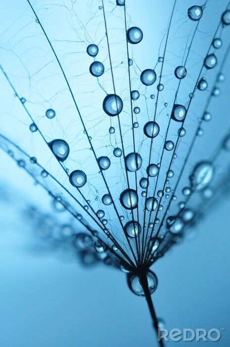 Poster Samen mit Tropfen nach Maß - myredro.de