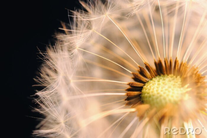Poster Samen und Blume nach Maß - myredro.de