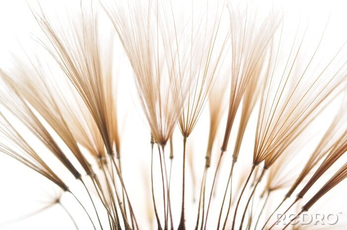 Poster Samen Vintage nach Maß - myredro.de