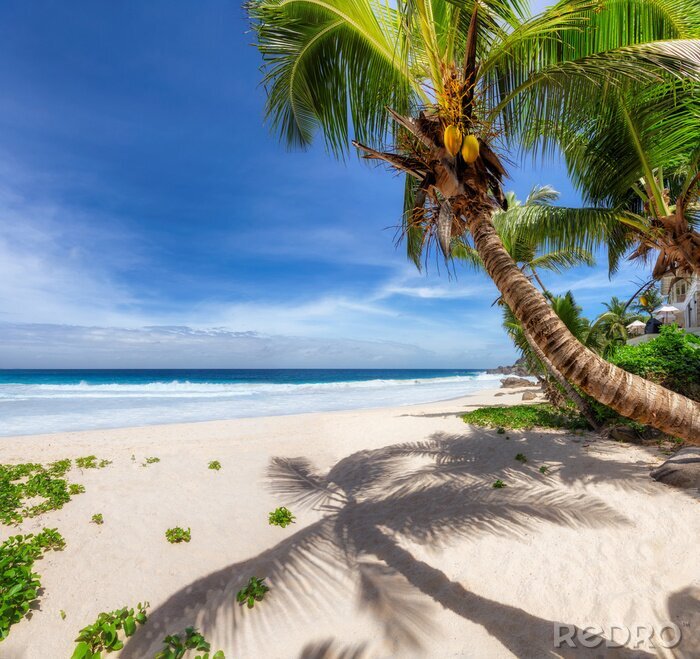 Sticker Grüne Palmen am Ozean nach Maß - myredro.de