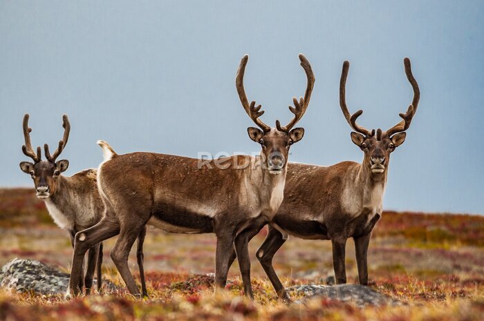 Sticker Rentier Alaska als wilde Tundra nach Maß - myredro.de