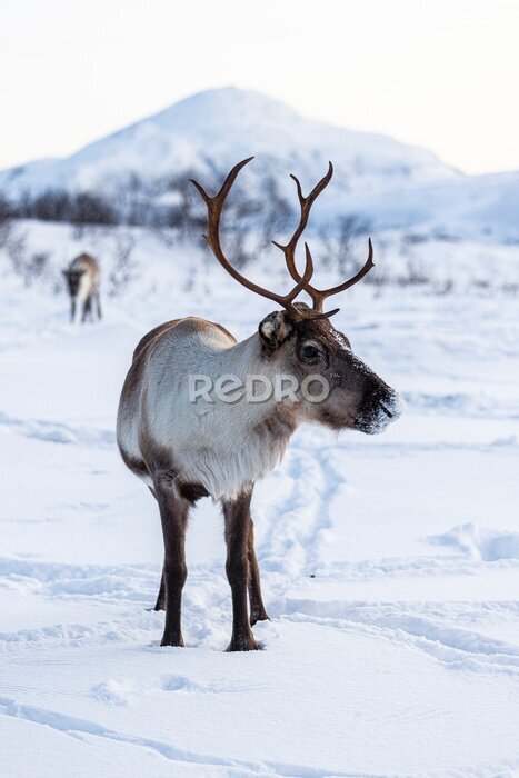Sticker Rentier in Norwegen Winterlandschaft nach Maß - myredro.de