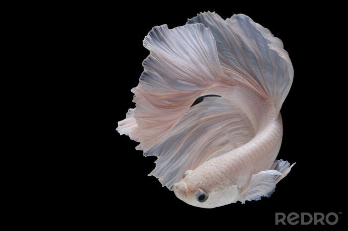 Sticker Schöner weißer Fisch nach Maß - myredro.de